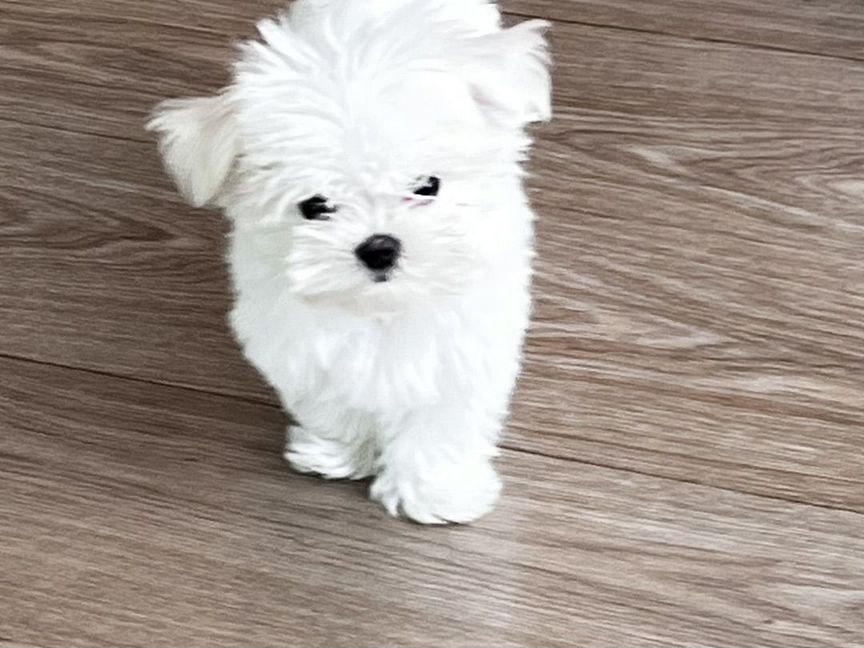 Мальтийская болонка