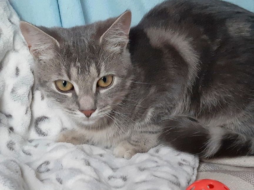 Тася, котёнок, возраст 6 месяцев