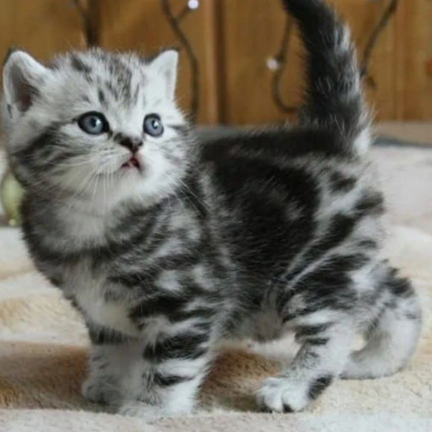 Шотландский парень