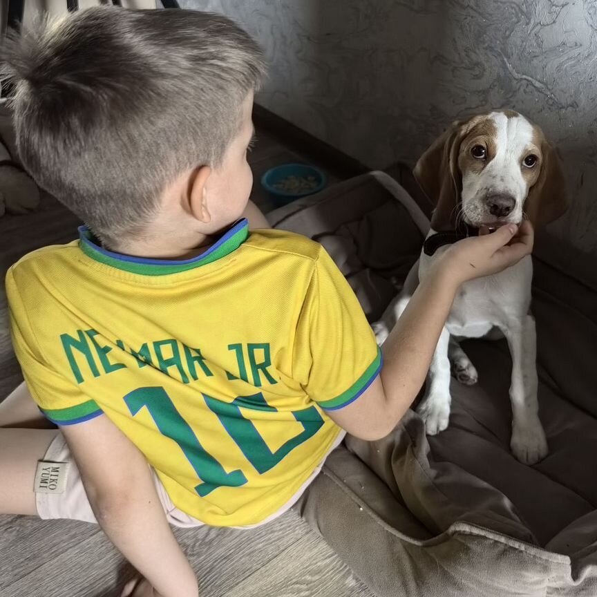 Бигль, щенок