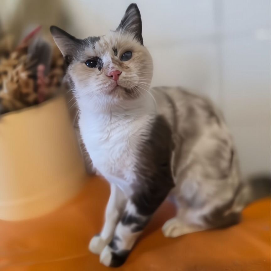 Тайская кошка, взрослая