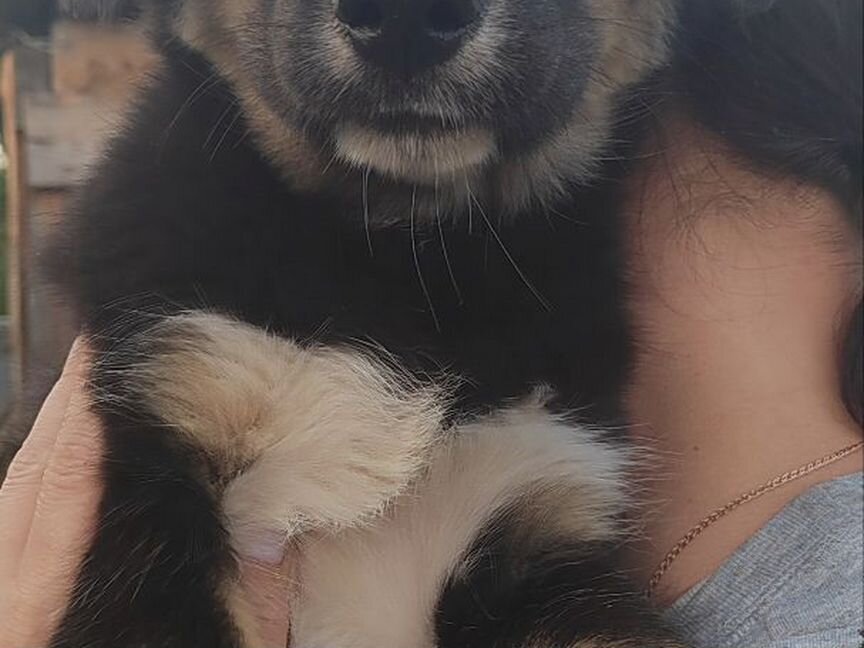 Щенок 3 мес в добрые руки отдам бесплатно