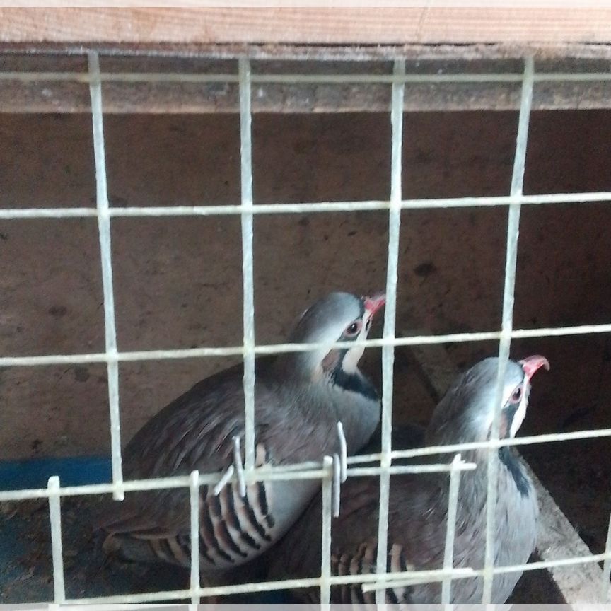 Куропатка каменная-кеклик