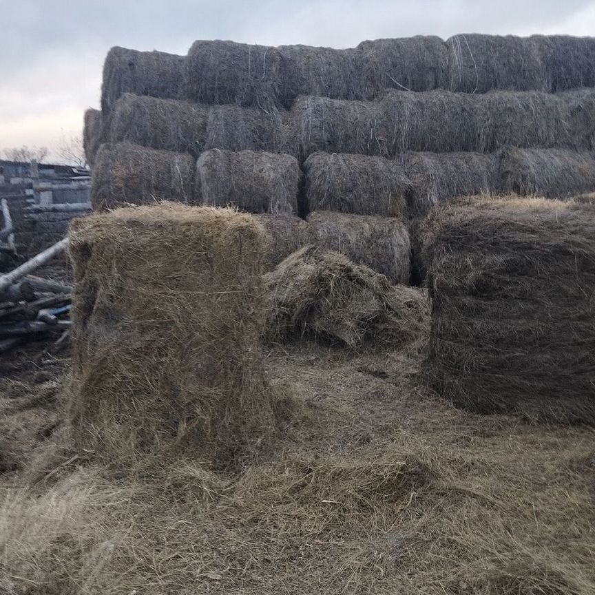 Сено в рулонах