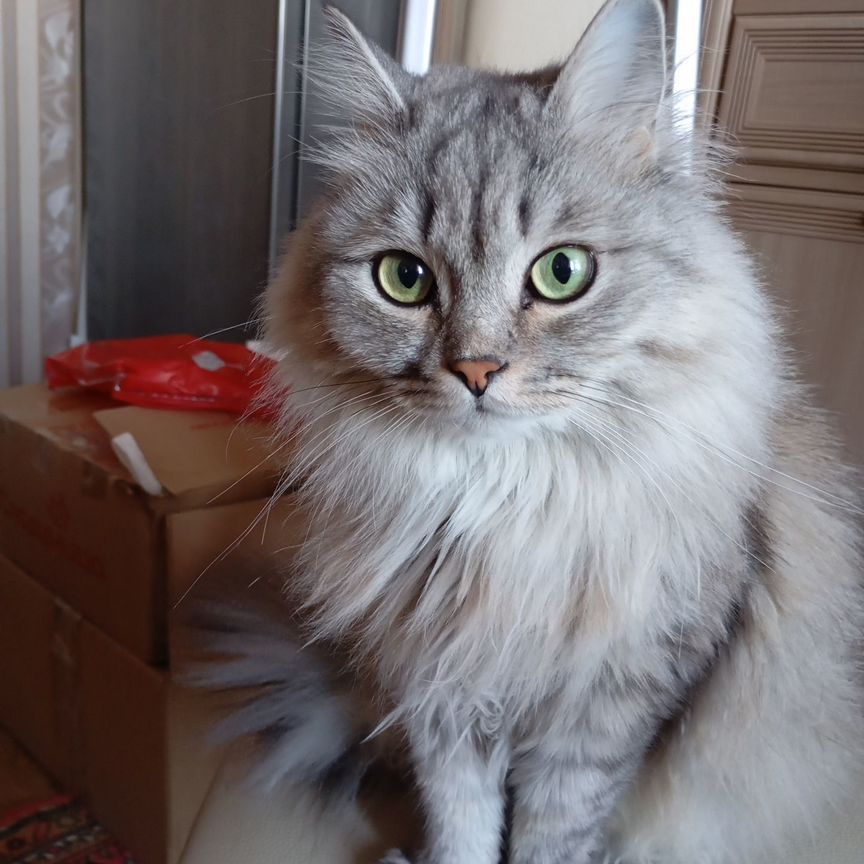 Взрослый кот в добрые руки