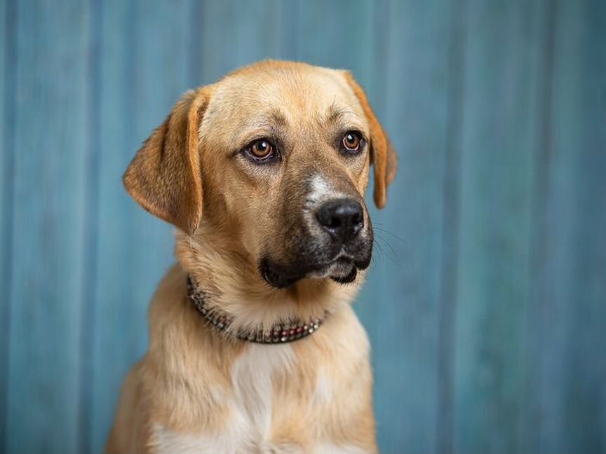 Молодая лабрадор Алика в добрые руки