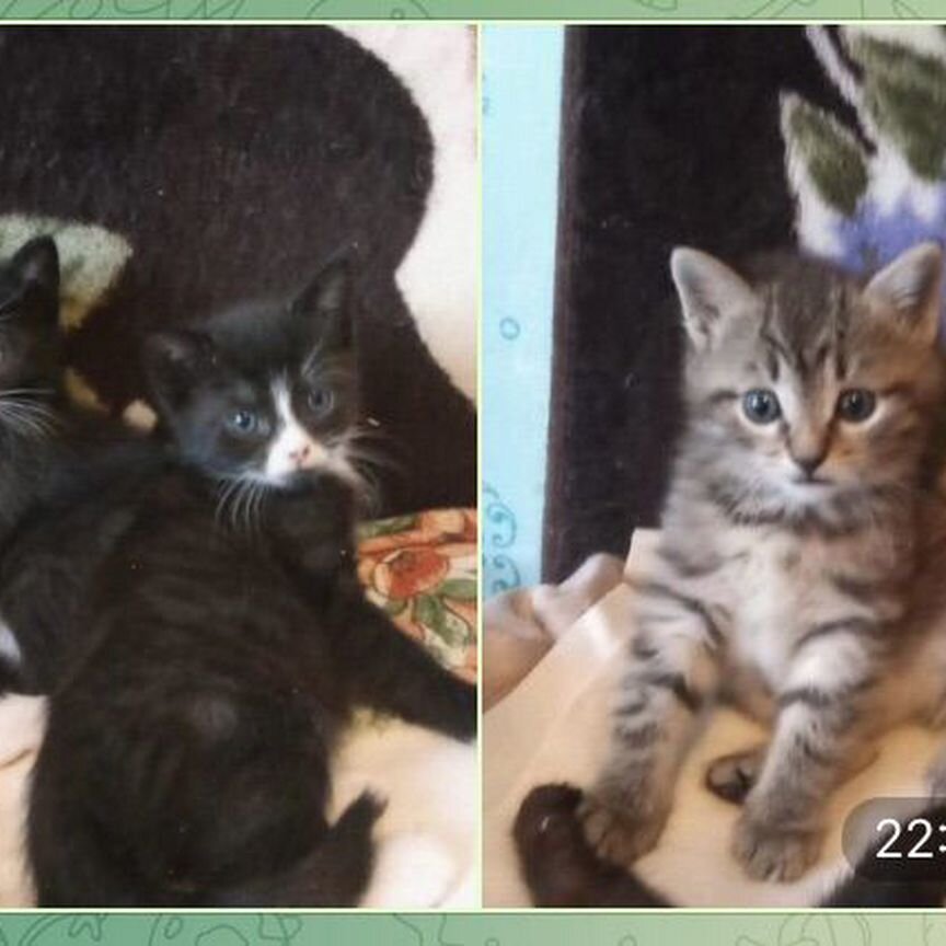 Отдам котят
