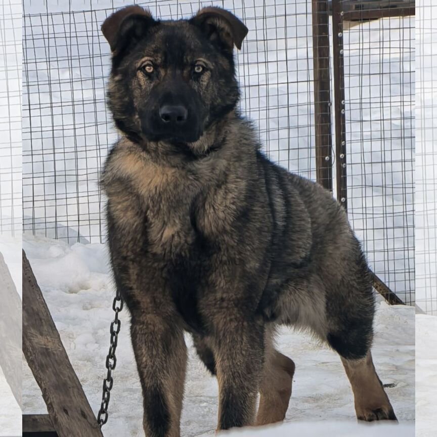 Взрослый пёс в добрые руки