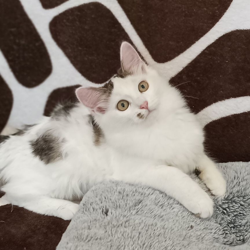 Ася, котёнок 5 мес