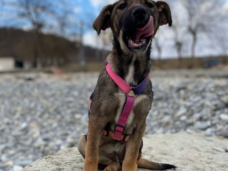 Собака в добрые руки