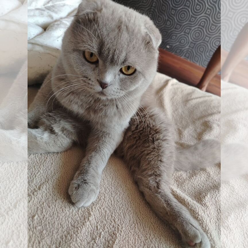 Отдам кота в добрые руки бесплатно