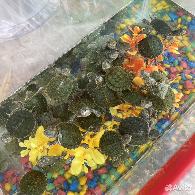 Красноухая черепаха маленькая