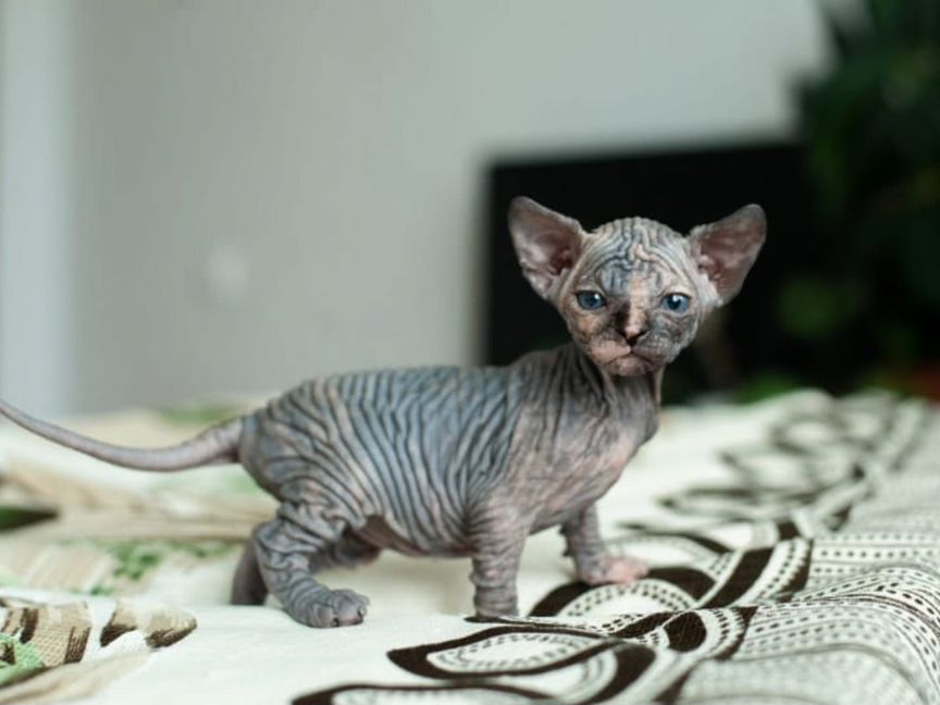 Канадский сфинкс бамбино