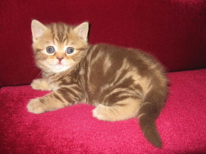 Шотландские мордастые котята