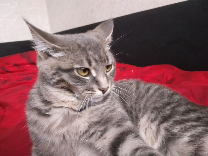 Мейн-кун (метис)