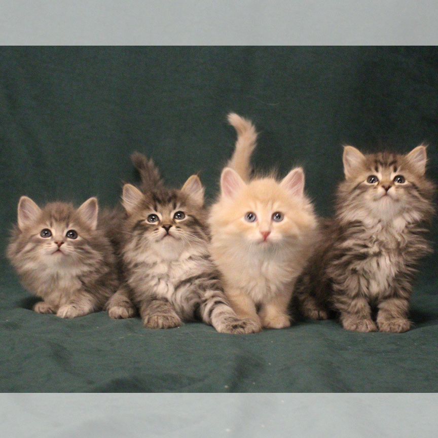 Сибирский котёнок