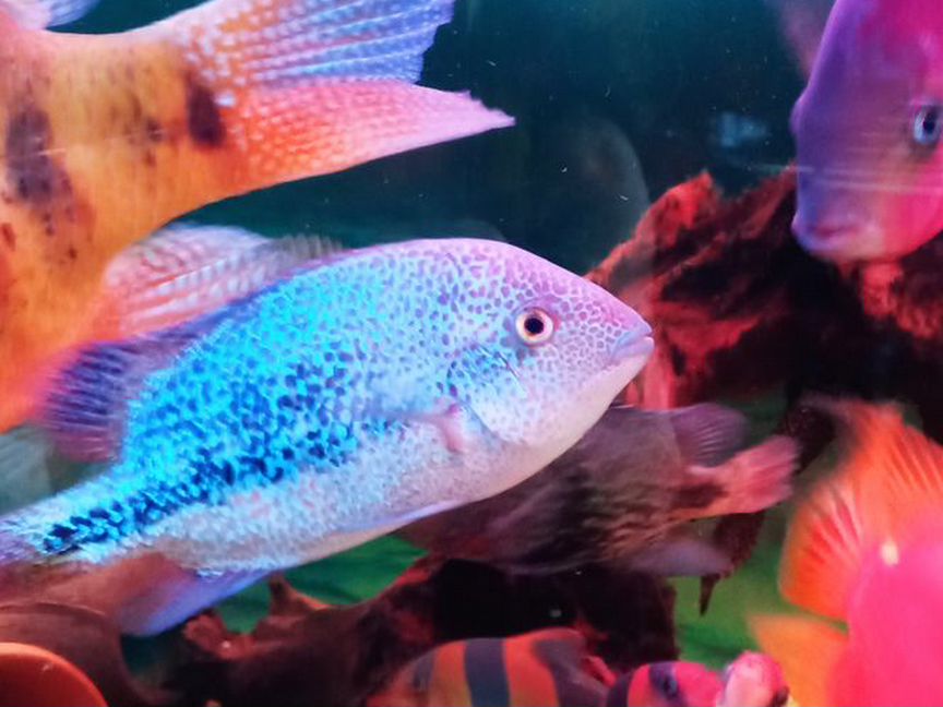 Вьеха гуттулатум