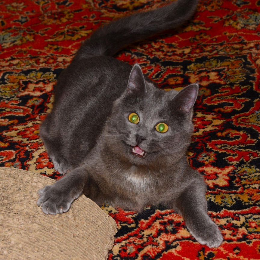 Кошки в добрые руки