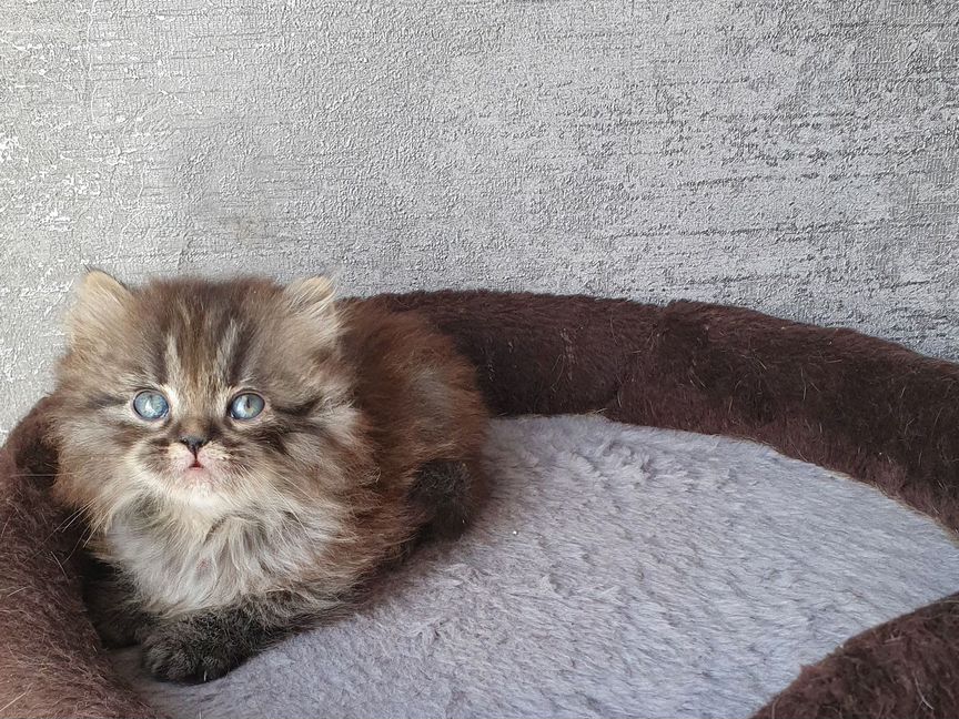 Сибирские малыши
