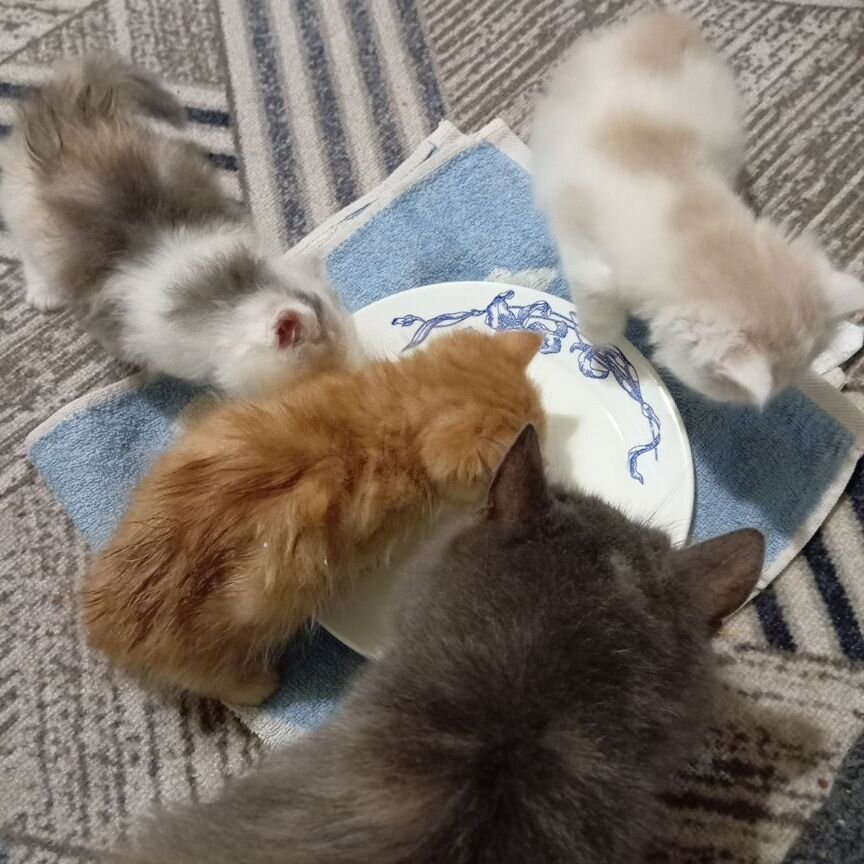 Котята в добрые