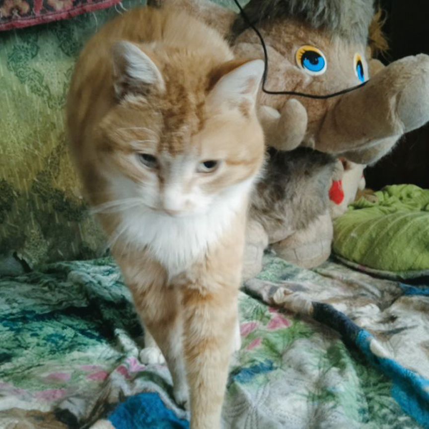 Печальный котик