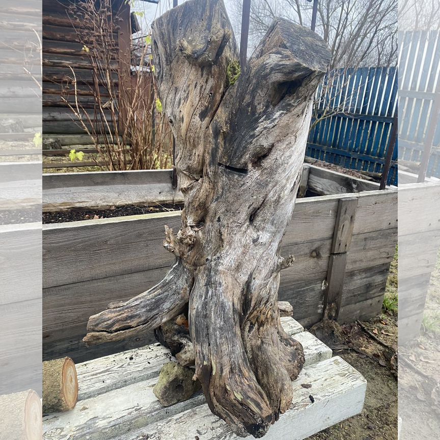 Пенек яблони