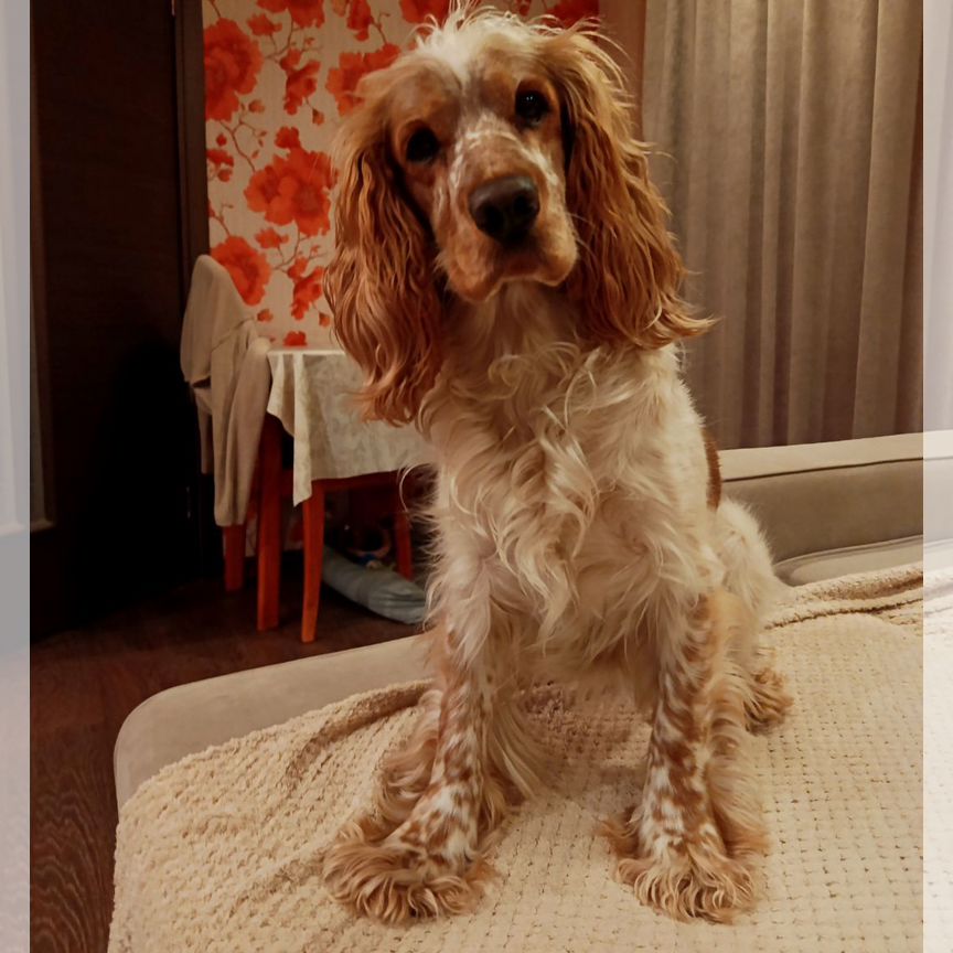 Русский охотничий спаниель, вязка