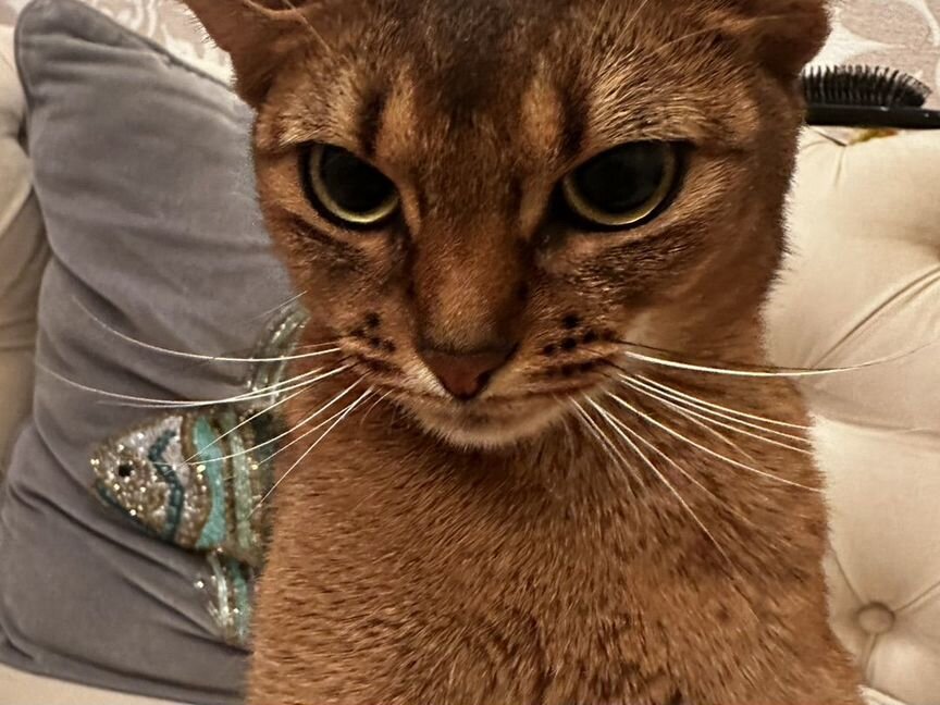 Абиссинская кошка 2 года