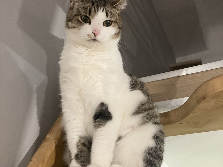 Кошка в добрые руки