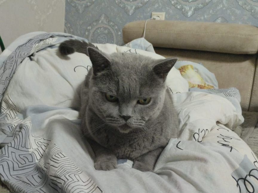 Британец