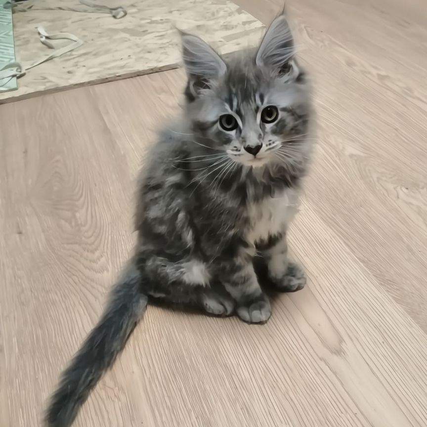 Мейн-кун котёнок