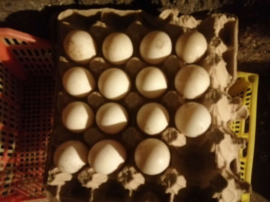 Инкубационное яйцо утки