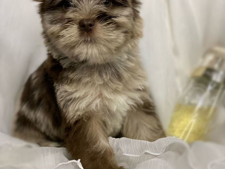 Шоколадный мрамор девочка