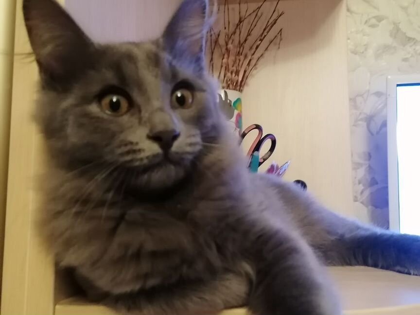 Кот Симба