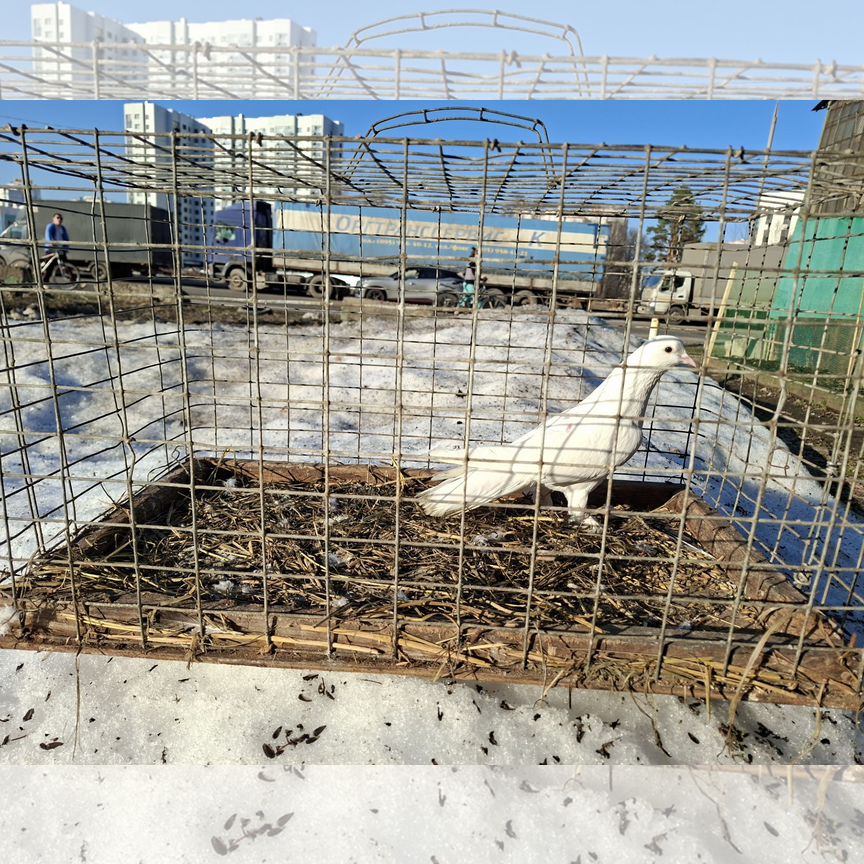 Голубь, самец