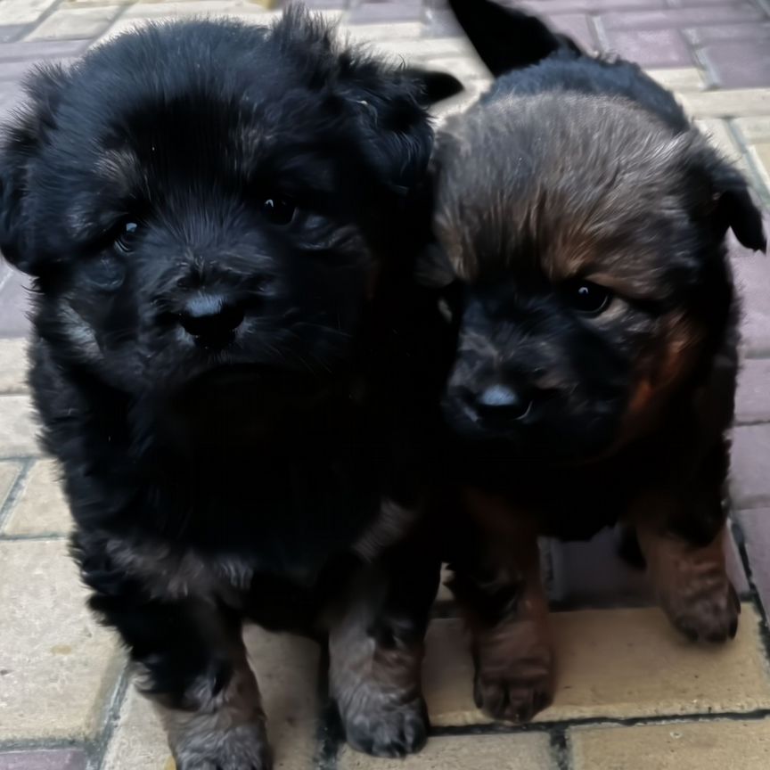 Щенок в добрые руки