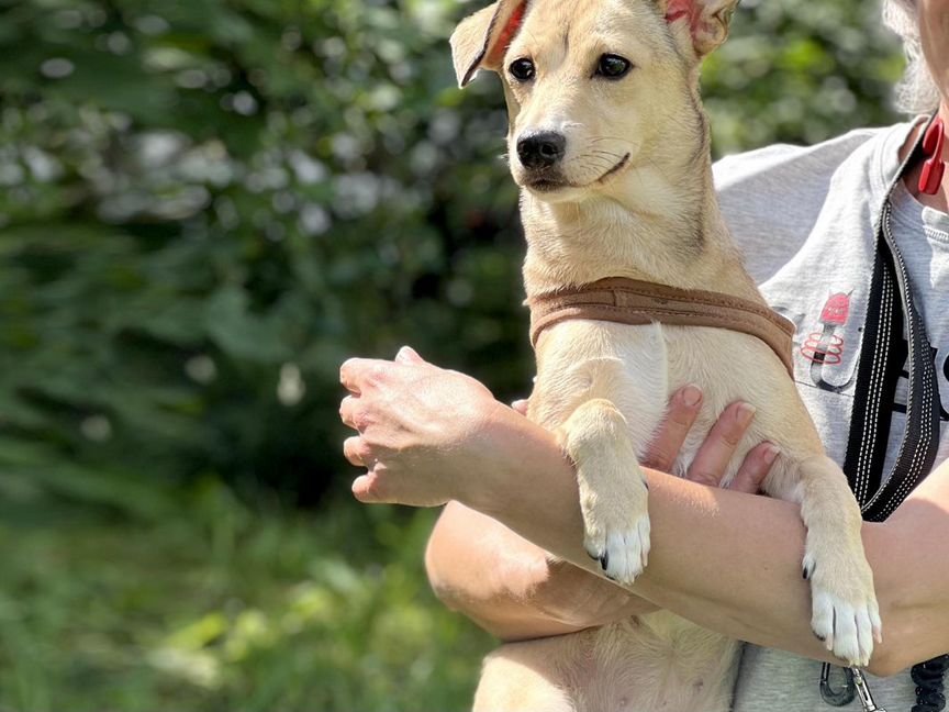 Нежная маленькая собачка Ася в добрые руки