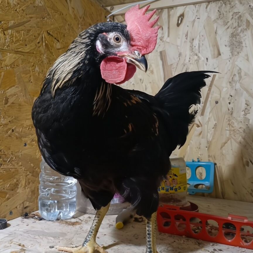 Молодые петушки