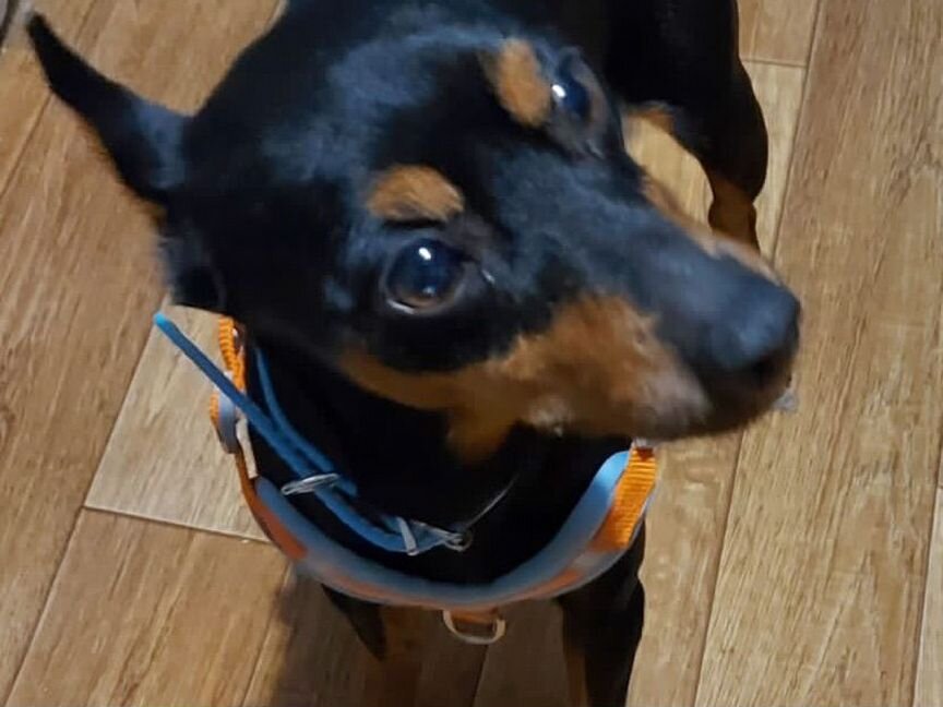 Найдена собака пинчер мальчик