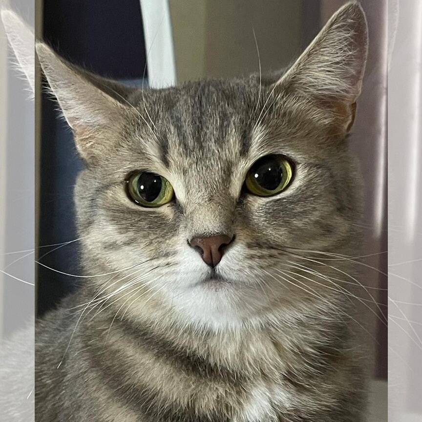 Ласковая кошка