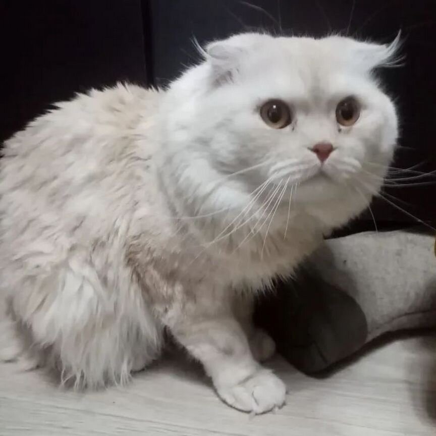 Шотландский вислоухий длинношёрстный, взрослый кот