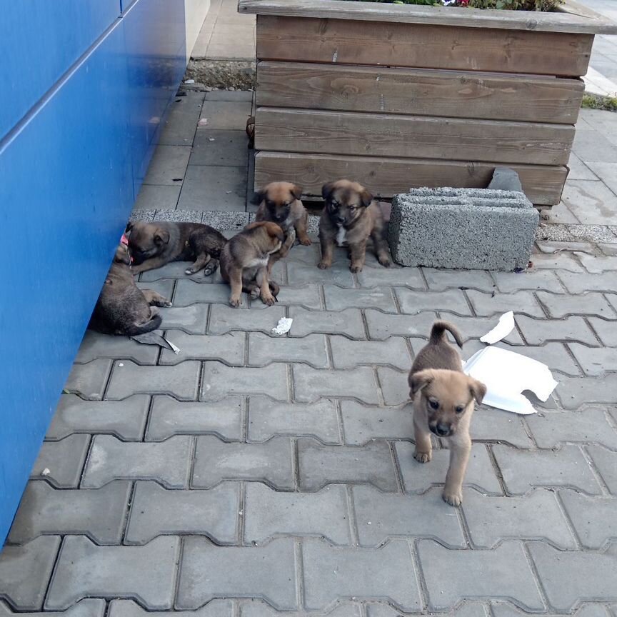 Щенки