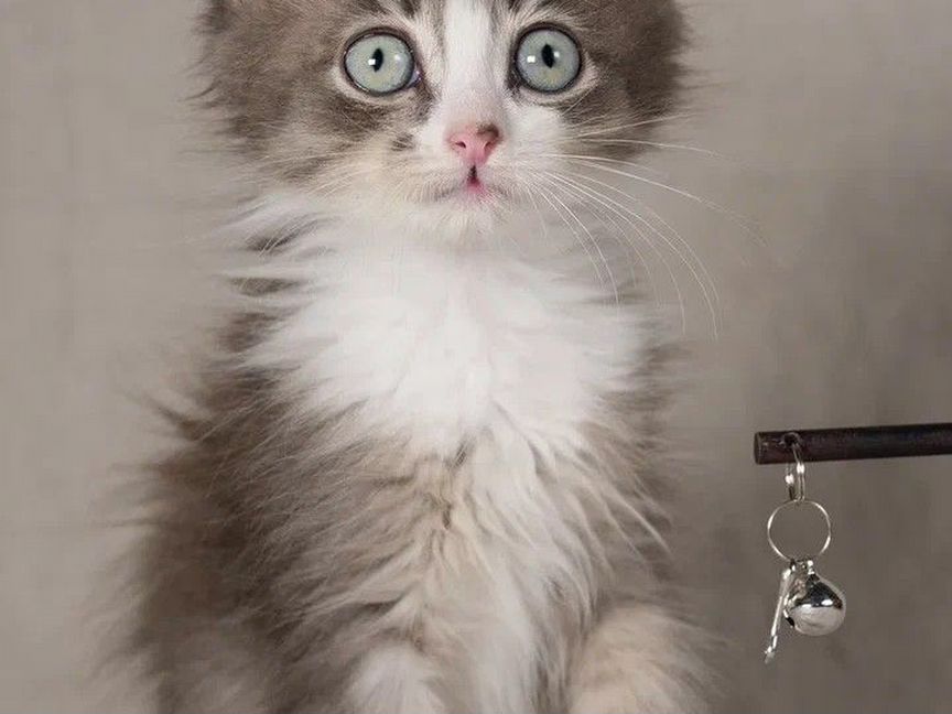 Глазастик Пупа ищет дом