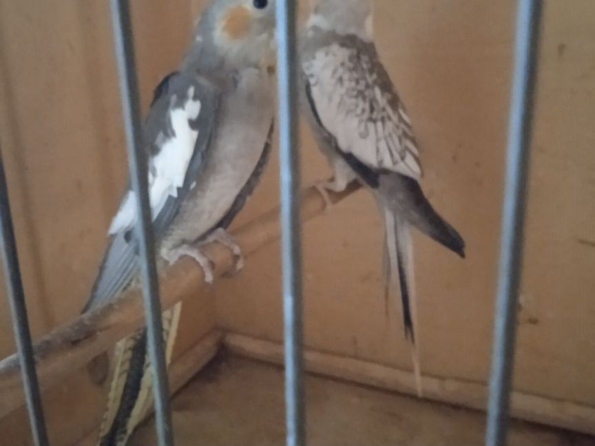 Попугай корелла птенец