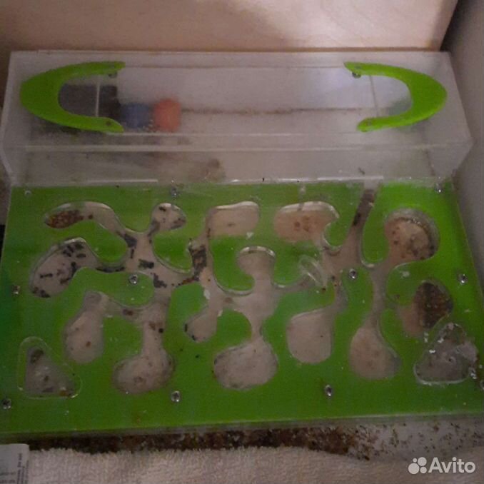 Муравьиная ферма, бу,большая.Забрать сегодня