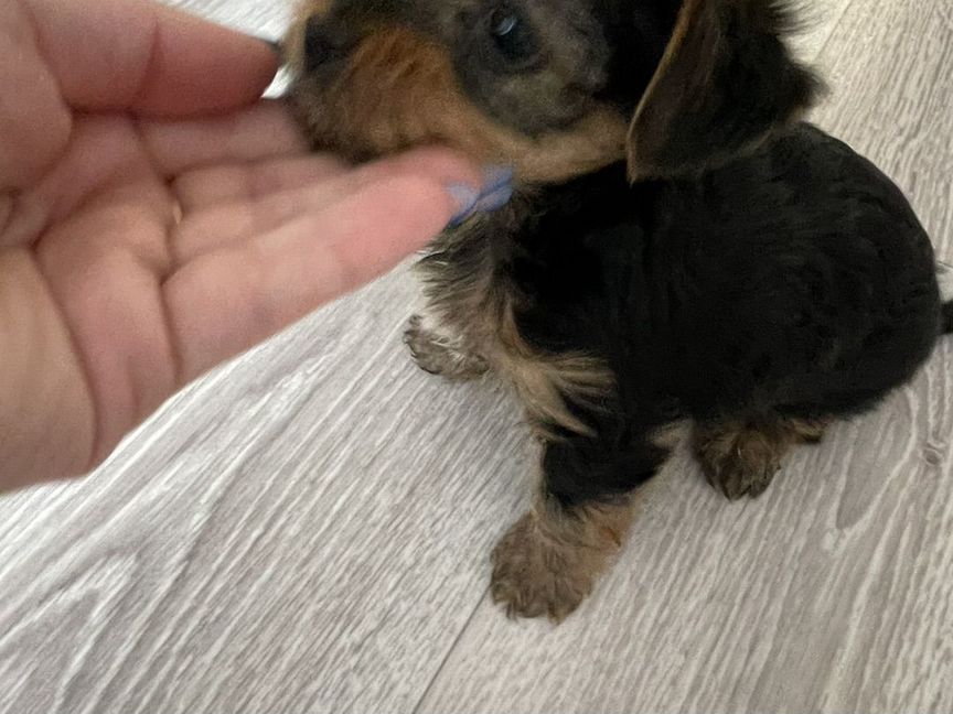 Йоркширский терьер мини