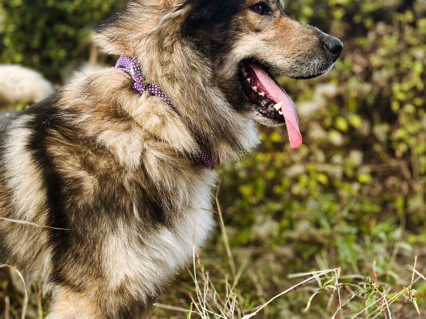 Гранат ищет дом