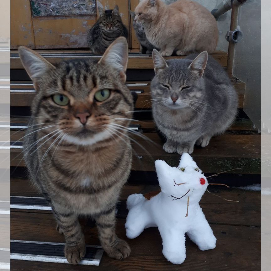 Уличные деревенские коты