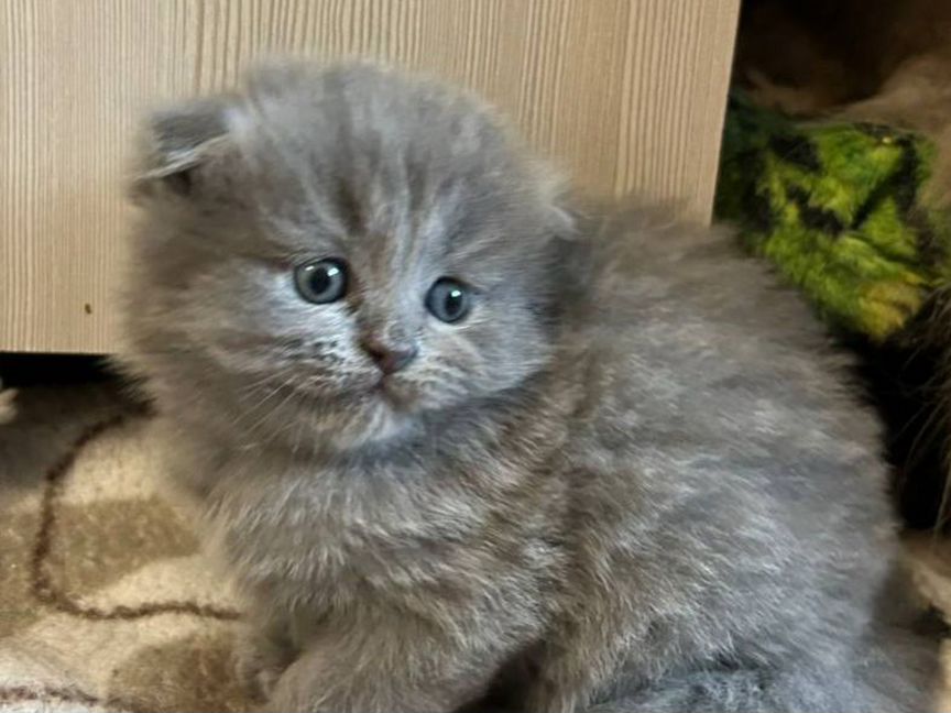 Вислоухие и прямоухие котята хайленд