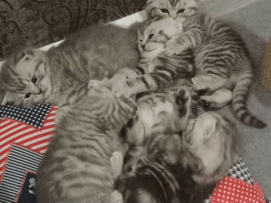 Шотландские вислоухие котята